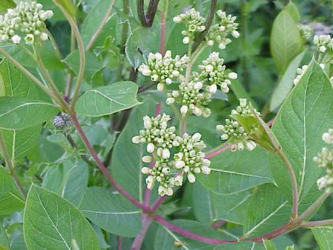 Hemp Dogbane (Apocynum cannabinum) | Weed Science